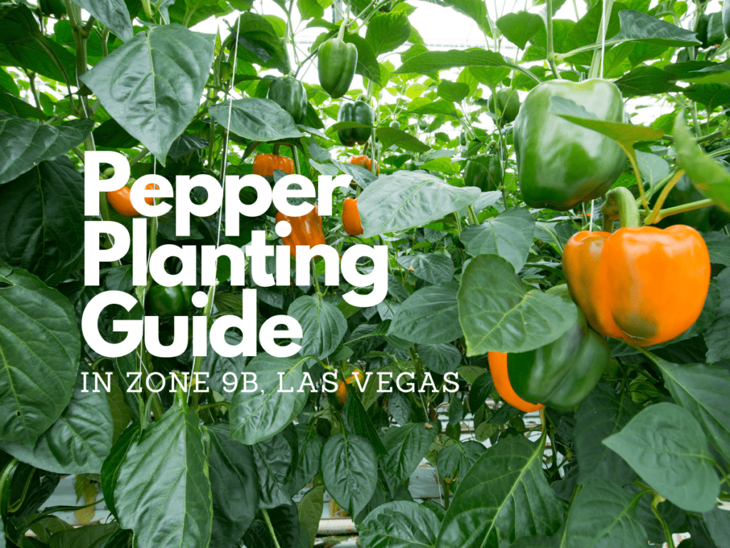 The Ultimate Guide to Planting Peppers in Southwest Zone 9B: Expert ...